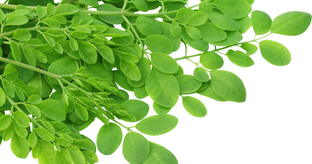 সজনে পাতার উপকারিতা ও অপকারিতা | সাজনা পাতা খাওয়ার নিয়ম - Nritto