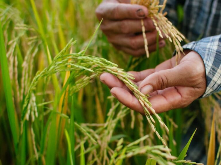 সোনার তরী কবিতা - রবীন্দ্রনাথ ঠাকুর | ২০২৪ - Nritto